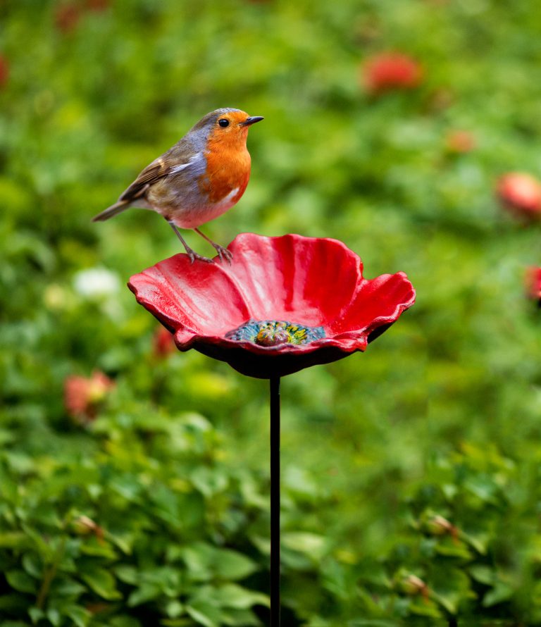 Remember All Year Round with Poppies for Your Robins | Sunday Woman